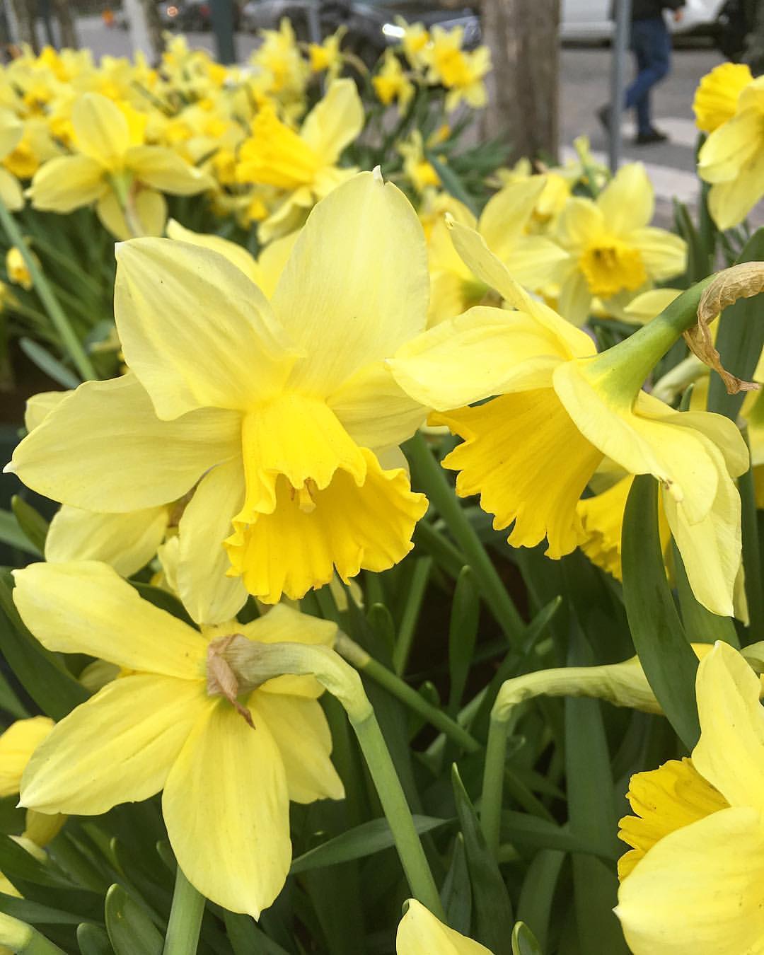7 Flowers You Should Know to Believe that Swedish Spring isn’t just a ...